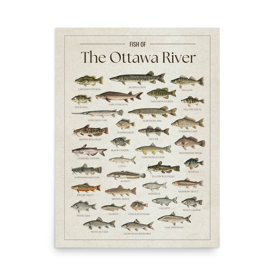 Fish Prints