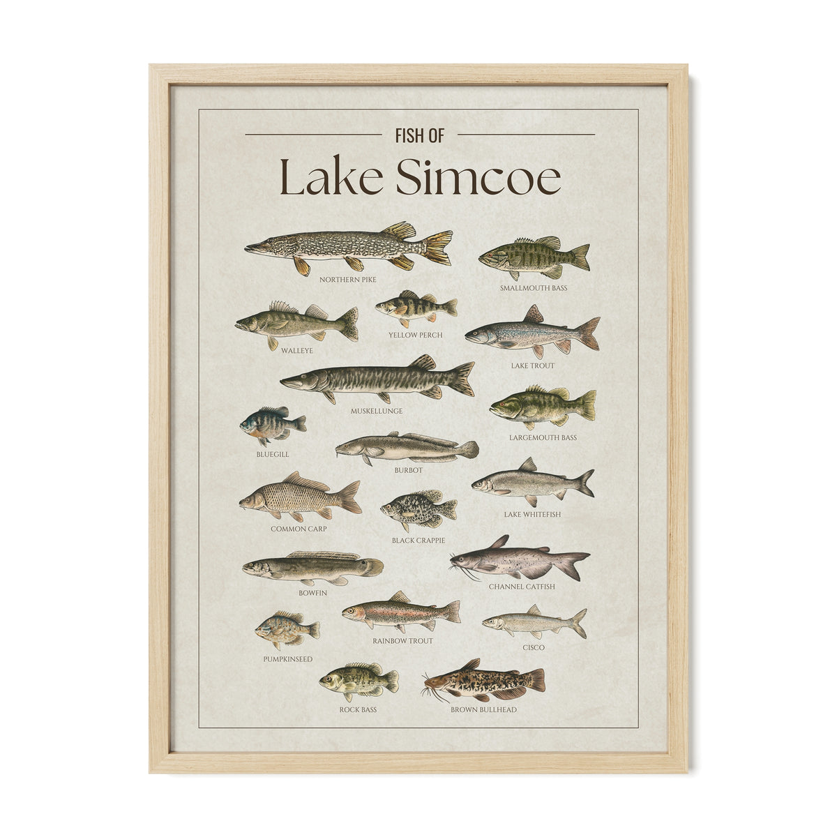 Lake Simcoe Print – Fish Prints